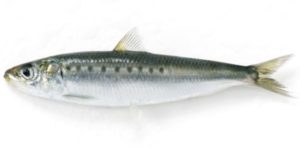 いわしの旬の時期・季節はいつ？産地はどこか、鮮度の見分け方等も | 食生活研究所 -食☆ラボ-